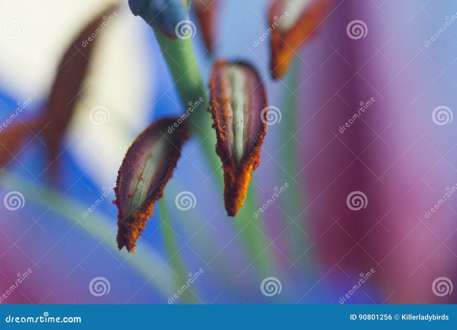 Extreme Macro of Rainbow Lily Stamen Stock Photo - Image of lily ...