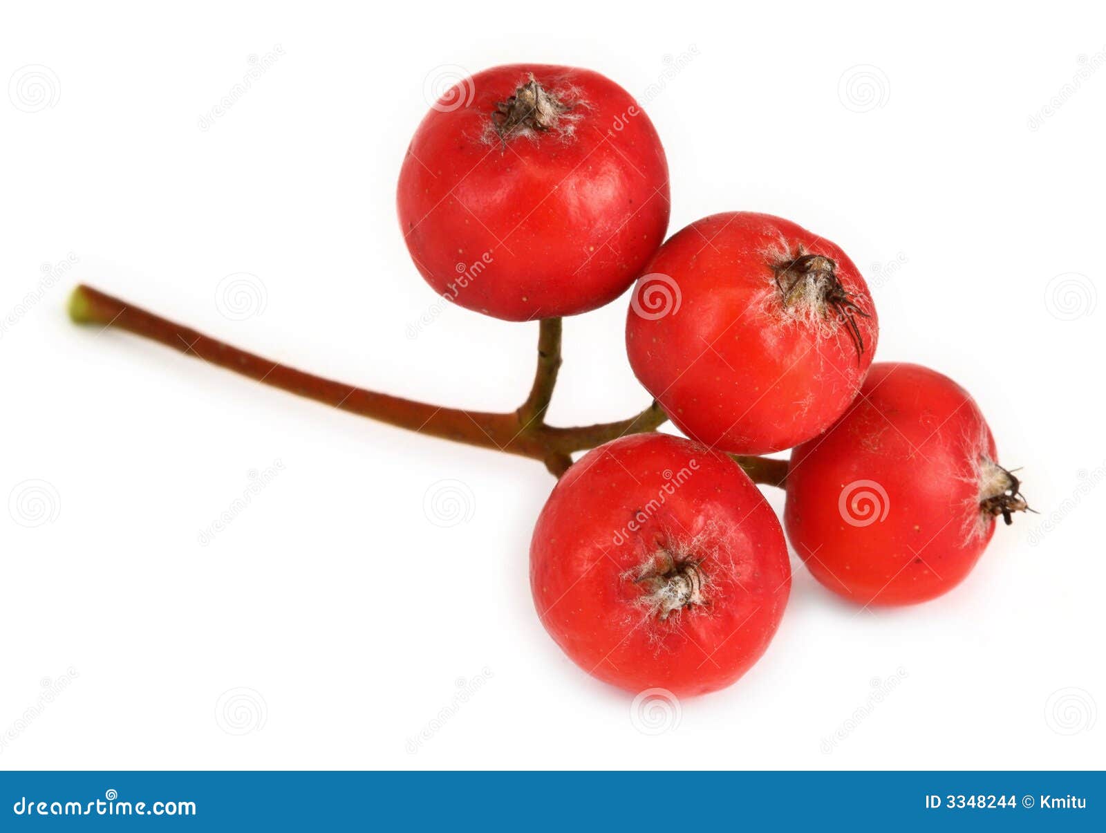 Closeup of rowan berries stock photo. Image of rowan, ripe - 3348244