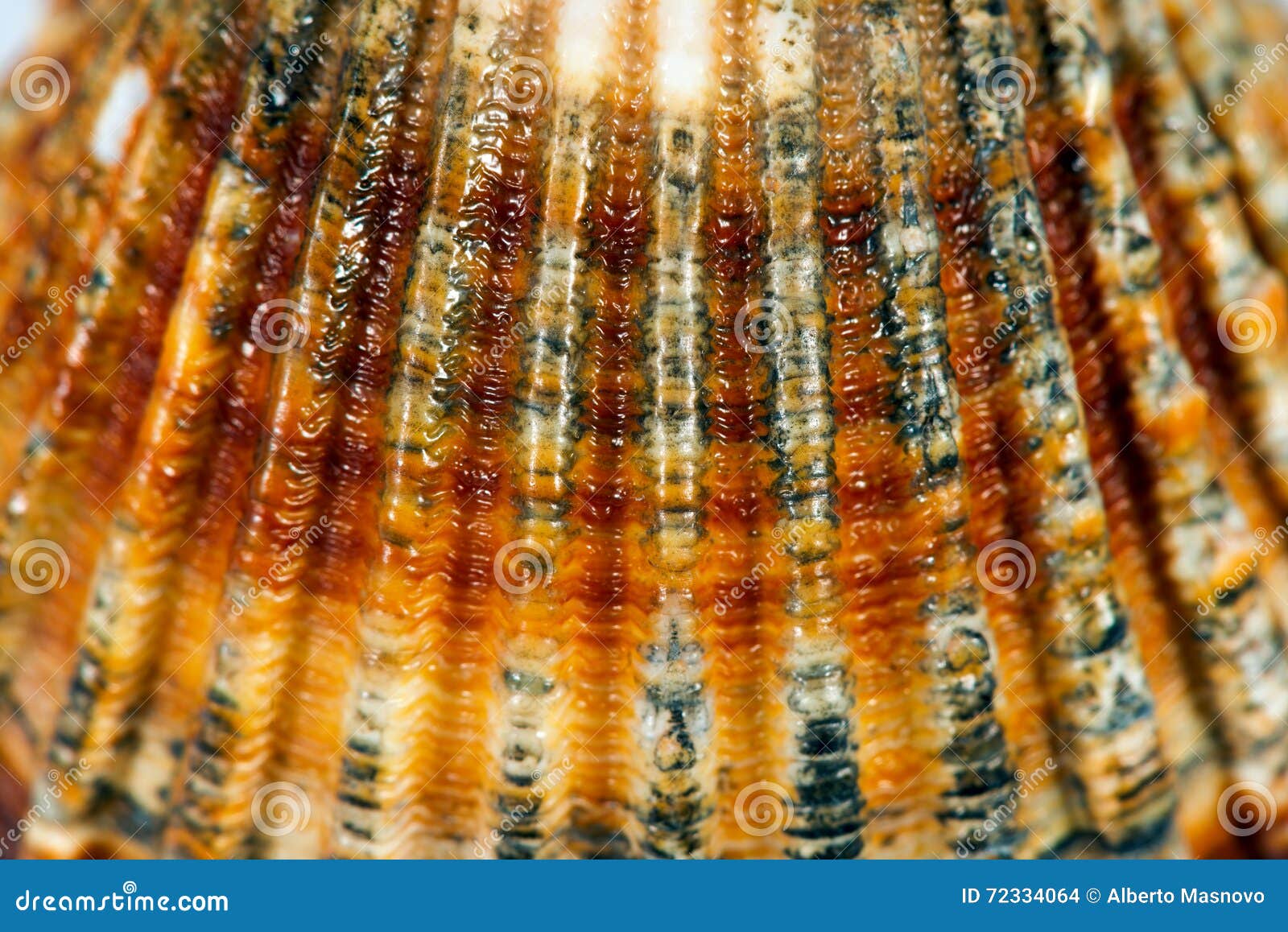 Extreme Macro of Seashell stock photo. Image of brown - 72334064