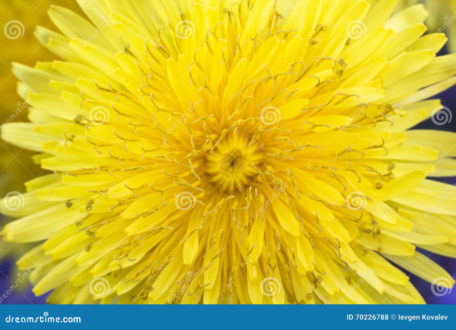 Extreme Macro Shot of Dandelion Pollen Stock Photo - Image of blossom ...
