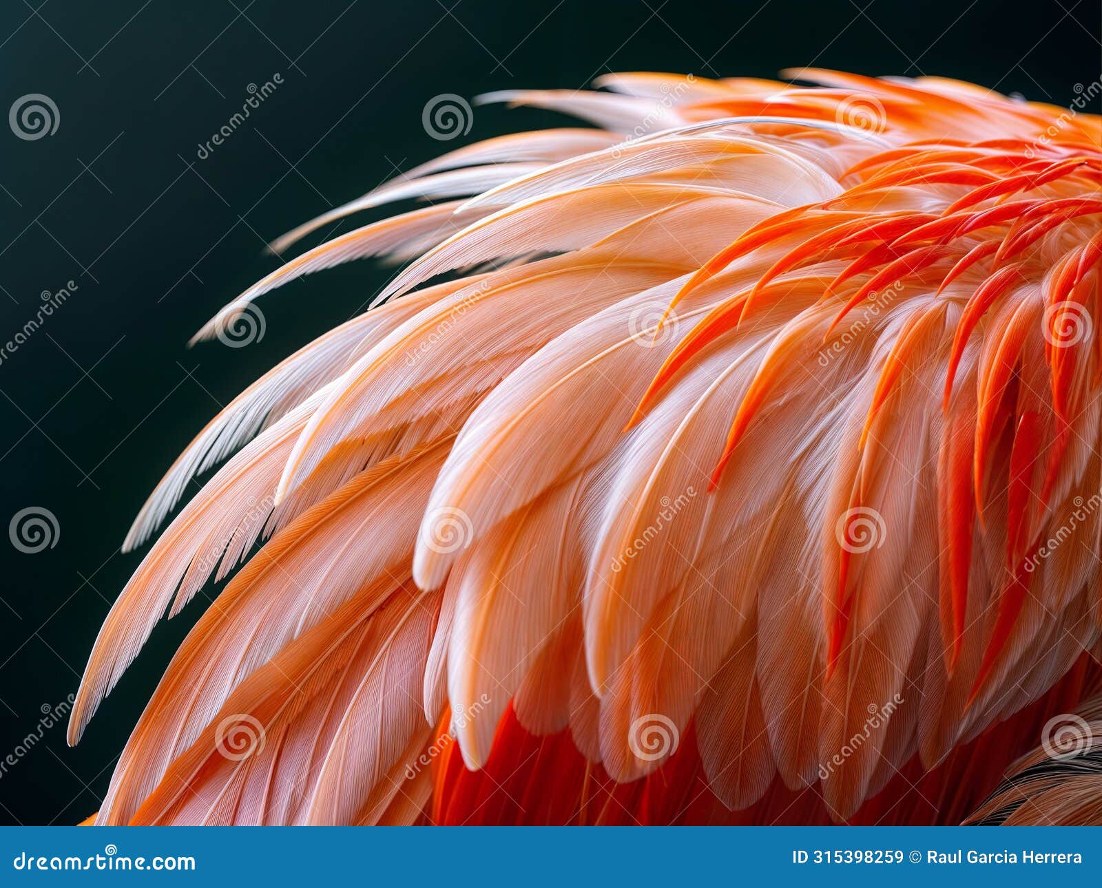 Extreme Macro Shot of Flamingo Wing Texture Stock Illustration - Illustration of nature, natural ...