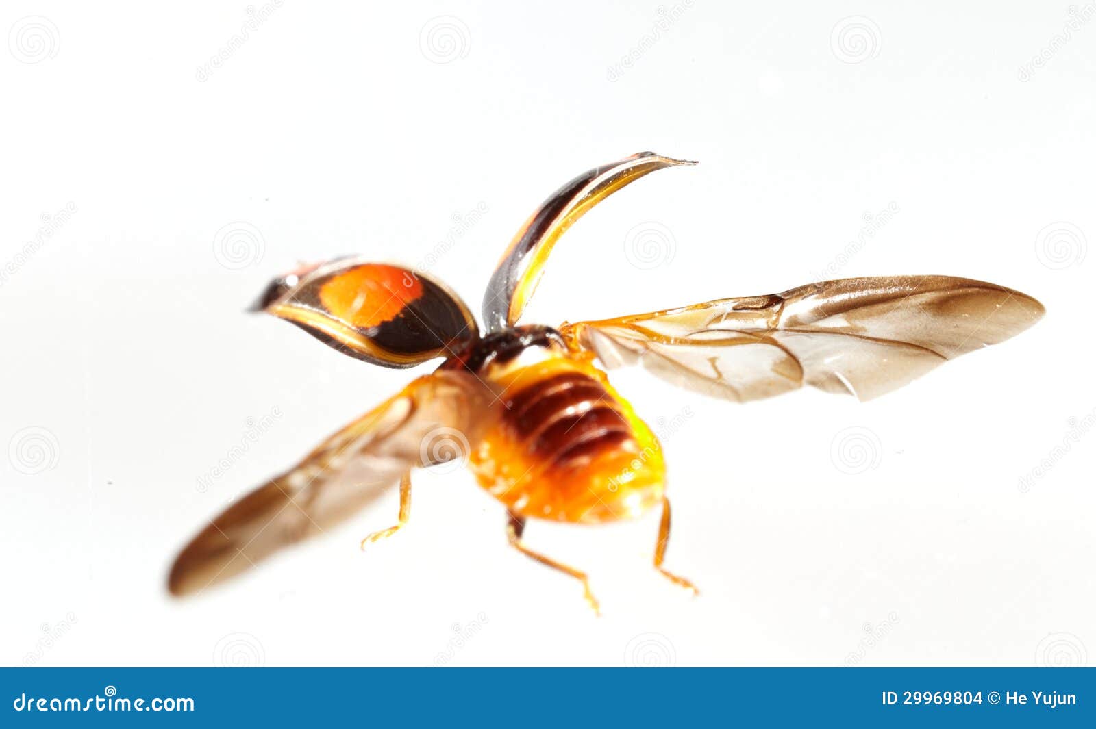 Ladybug Flying. Ladybird Harmonia Axyridis Coleoptera: Coccinellidae ...