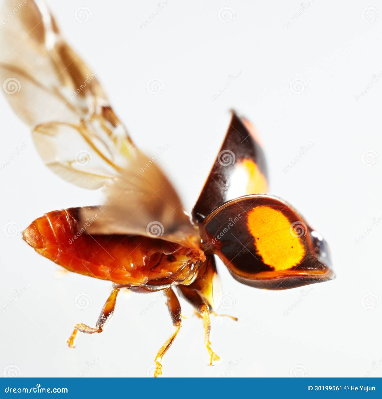 Ladybug Flying. Ladybird Harmonia Axyridis Coleoptera: Coccinellidae ...