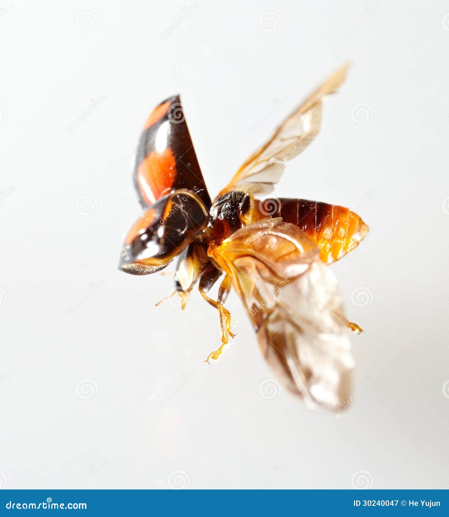 Ladybug Flying. Ladybird Harmonia Axyridis Coleoptera: Coccinellidae ...