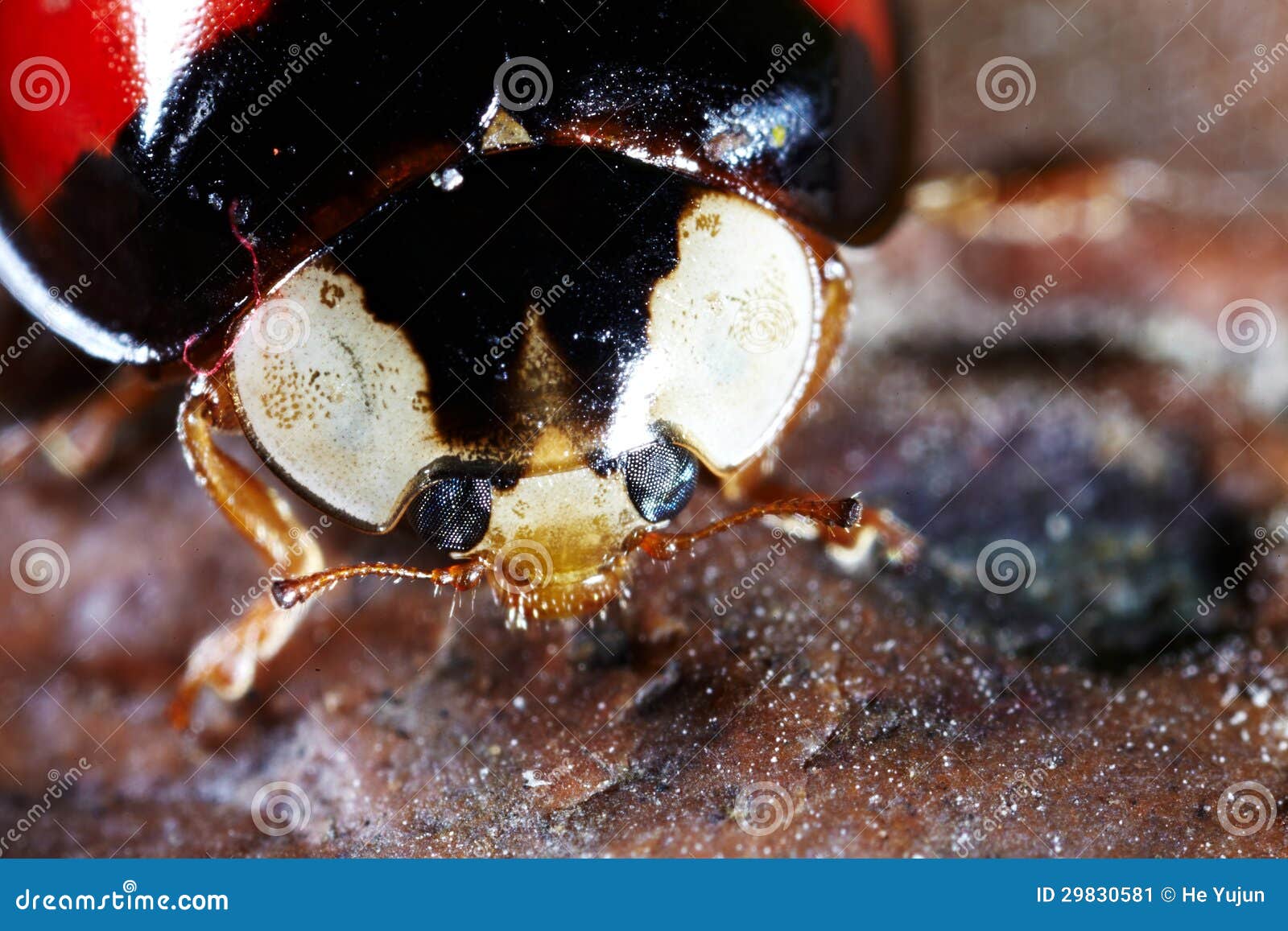 Ladybug macro stock image. Image of close, green, insects - 29830581