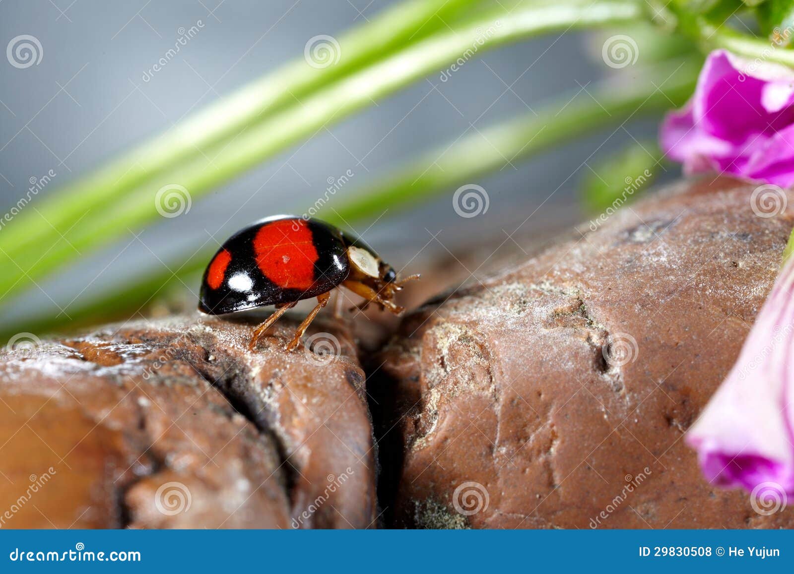 Ladybug macro stock photo. Image of bugs, stone, macro - 29830508