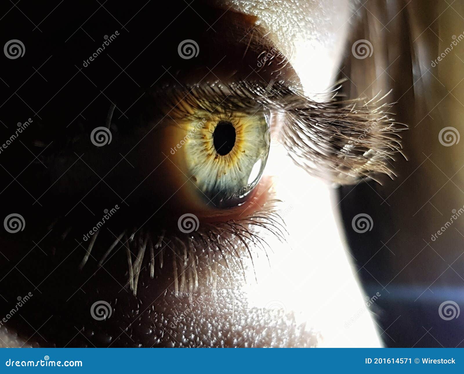 Perfect Human Body Pyramid. Royalty-Free Stock Photo | CartoonDealer ...