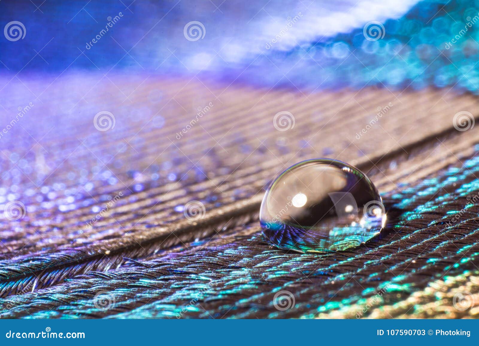 Drop on Peacock feather stock image. Image of drop, close - 107590703