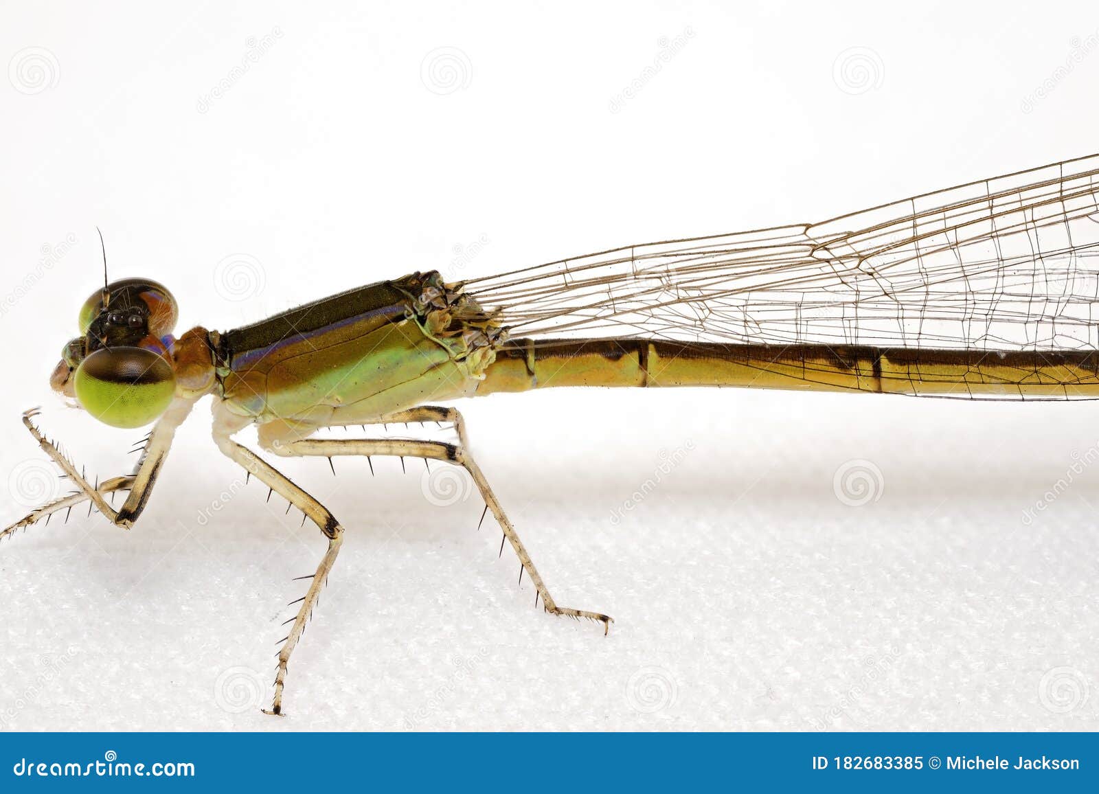 Extreme Macro of a Tiny Dragonfly Stock Image - Image of green, macro ...