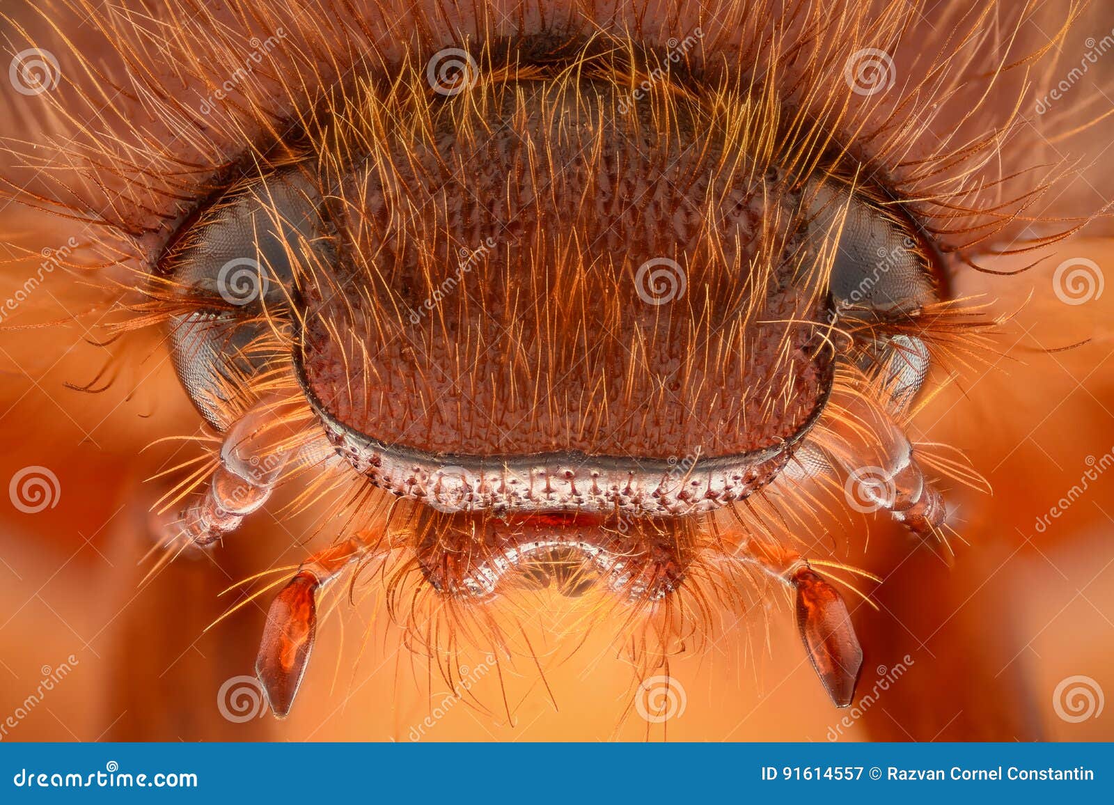 Extreme Magnification - Amphimallon Caucasicum Beetle Stock Image ...