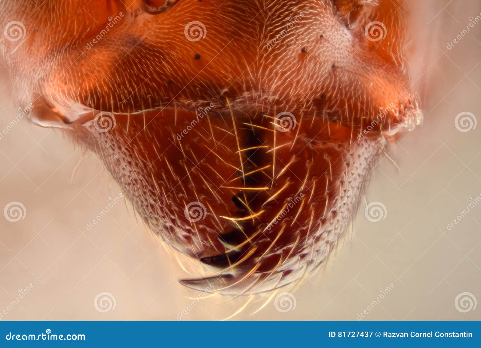 Extreme Magnification - Ant Jaws Stock Image - Image of head, close ...