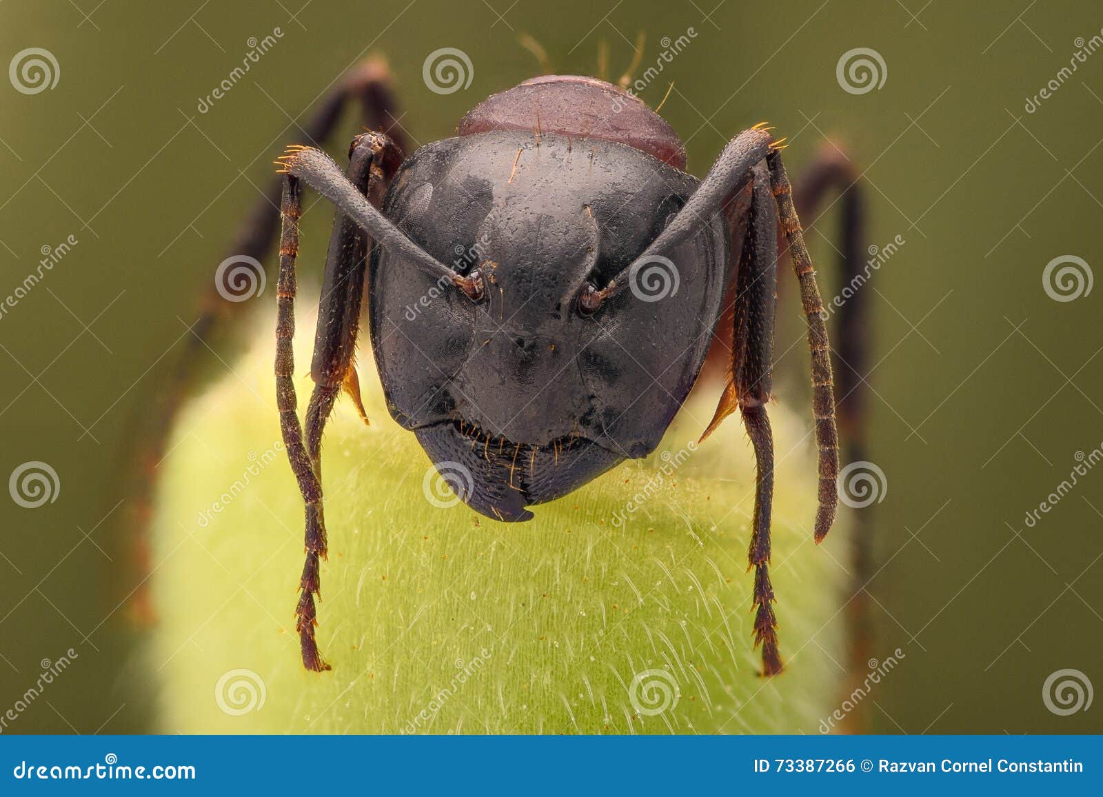 Extreme Magnification - Ant Portrait Stock Photo - Image of creature ...