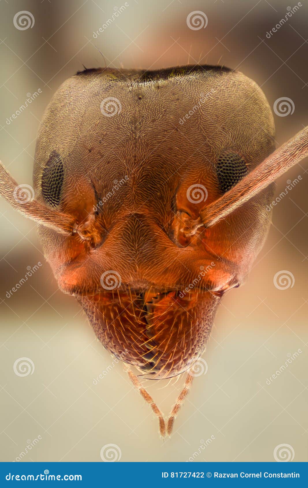 Extreme Magnification - Ant Portrait Stock Photo - Image of compound ...