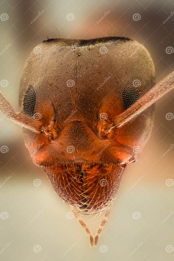 Extreme Magnification - Ant Portrait Stock Photo - Image of compound ...