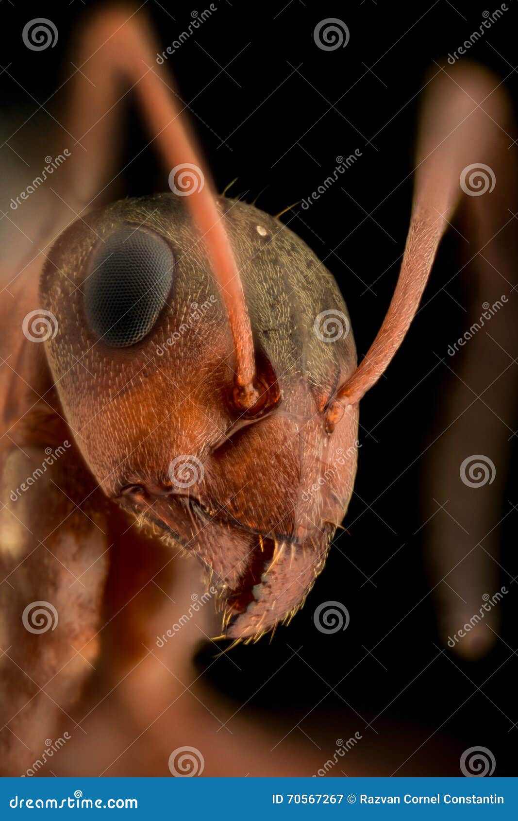 Extreme Magnification - Ant Portrait Stock Image - Image of entomology ...