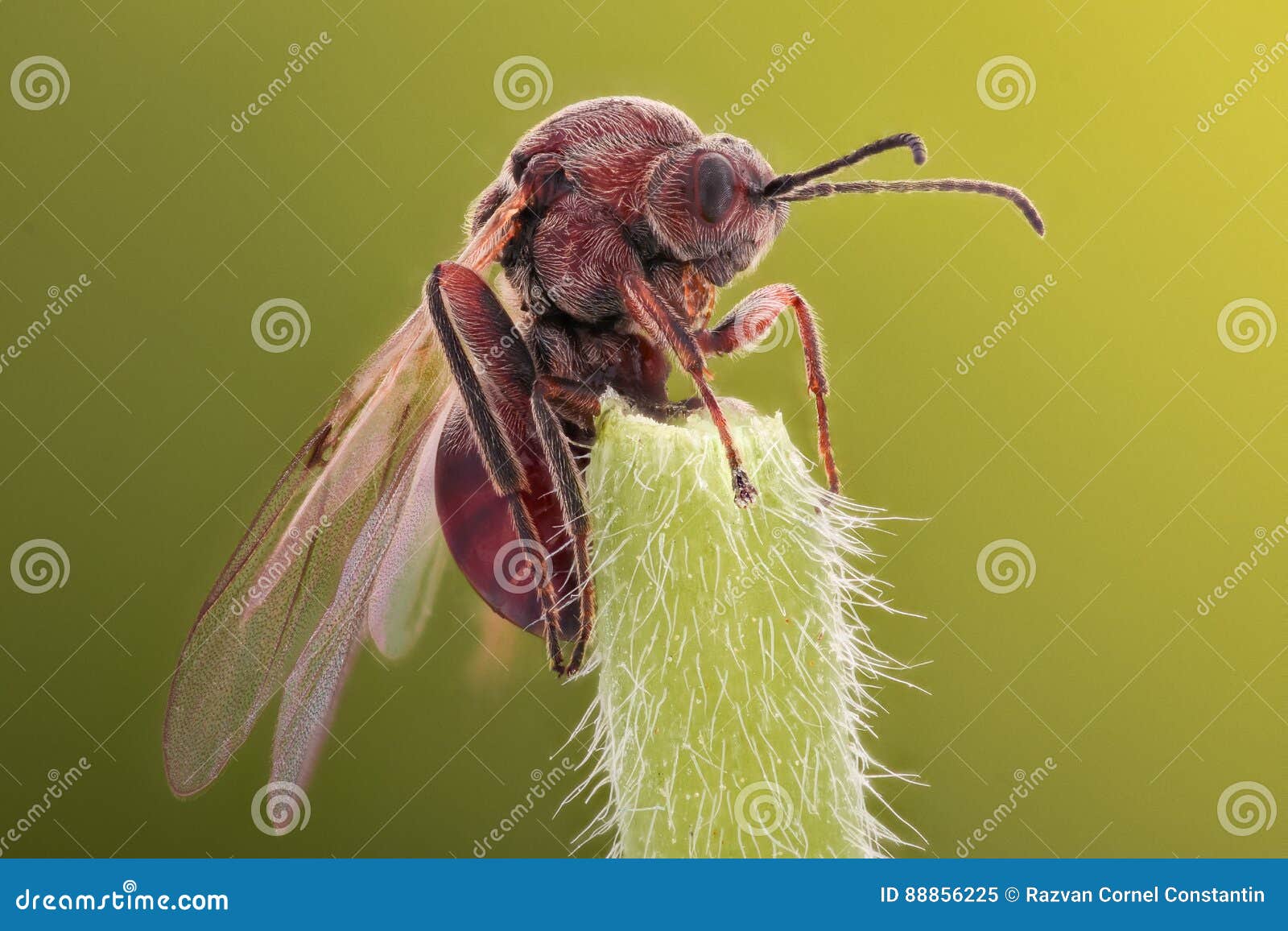 Extreme Magnification - Ant Queen Stock Image - Image of high ...