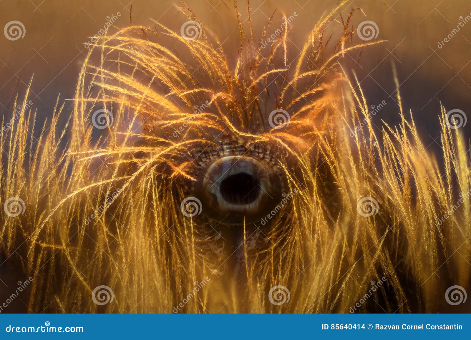 Extreme Magnification - Bee Central Eye Ocelli, 10x Magnification Stock ...