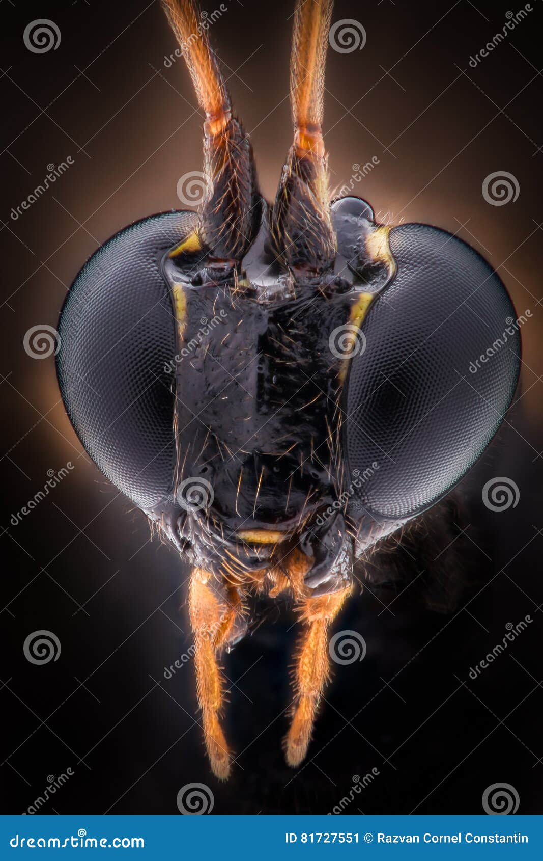 Extreme Magnification - Black Wasp Head Stock Image - Image of facet ...