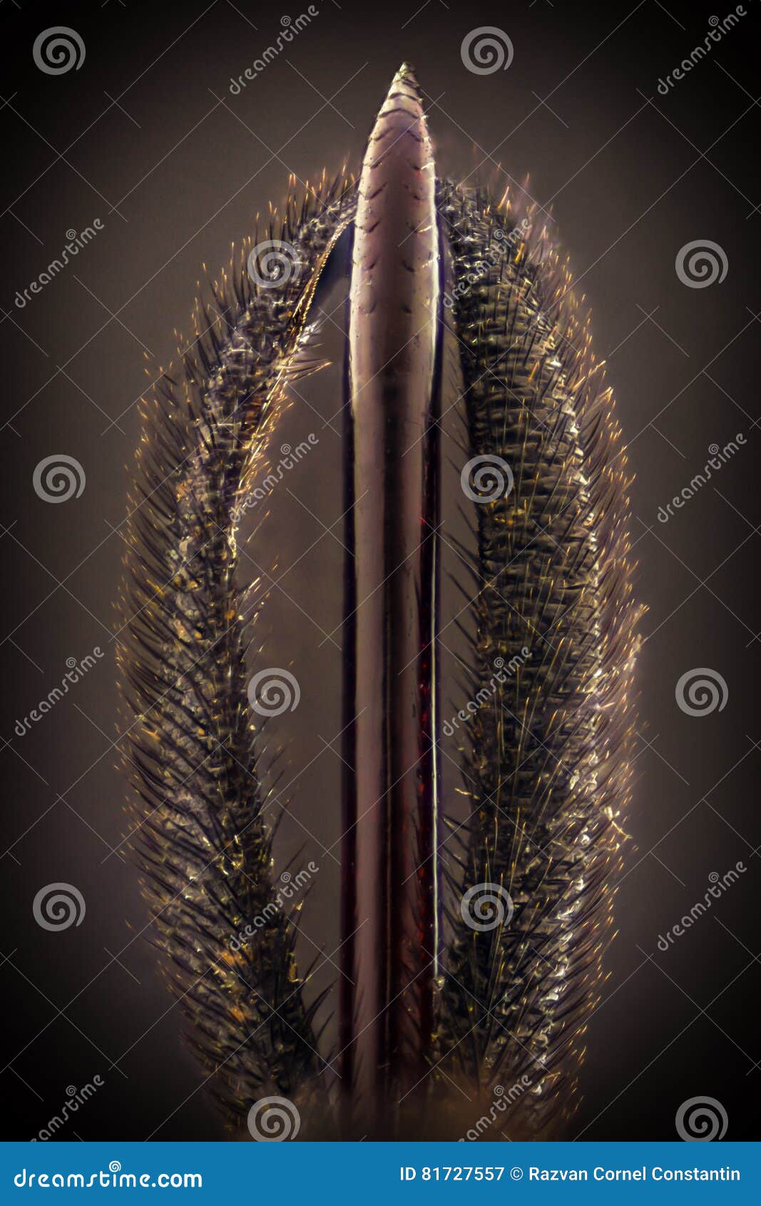 Wasp Stinger Microscope