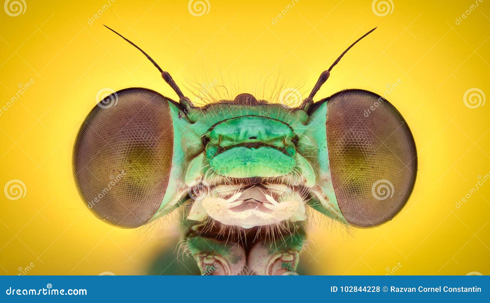 Extreme Magnification - Blue Damselfly, Front View Stock Photo - Image ...