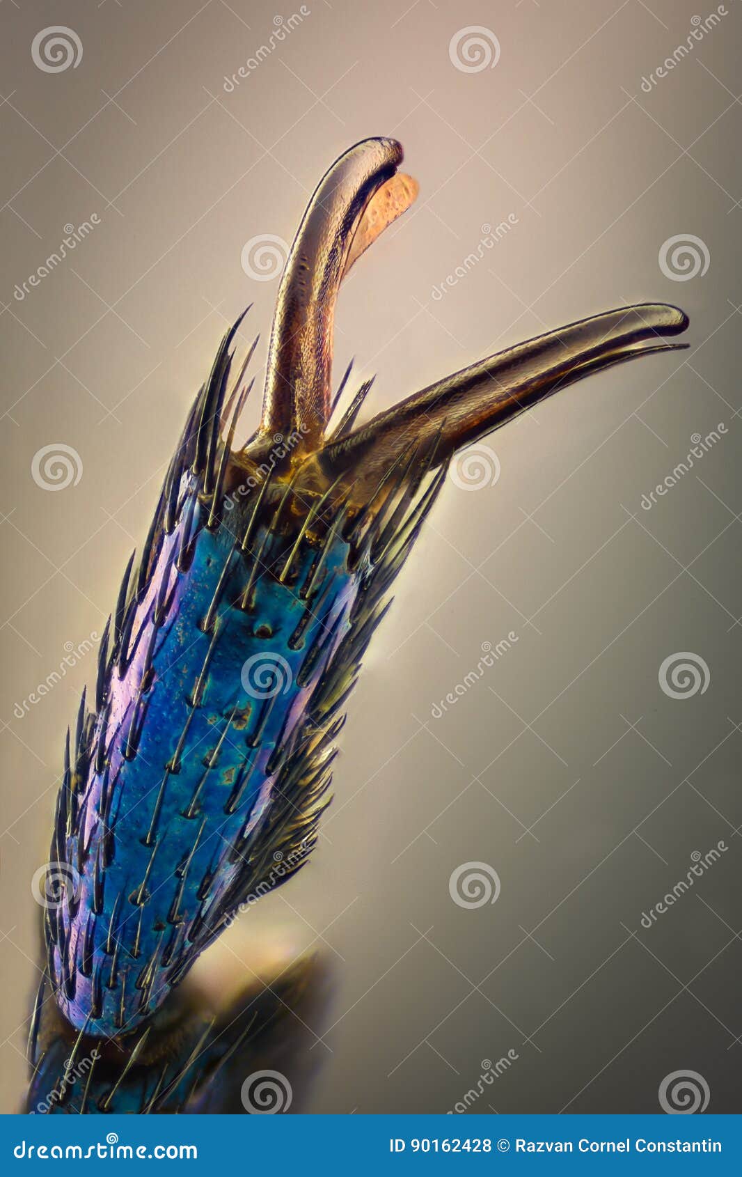Extreme Magnification - Blue Metallic Bug Claw, Meloe Proscarabaeus ...