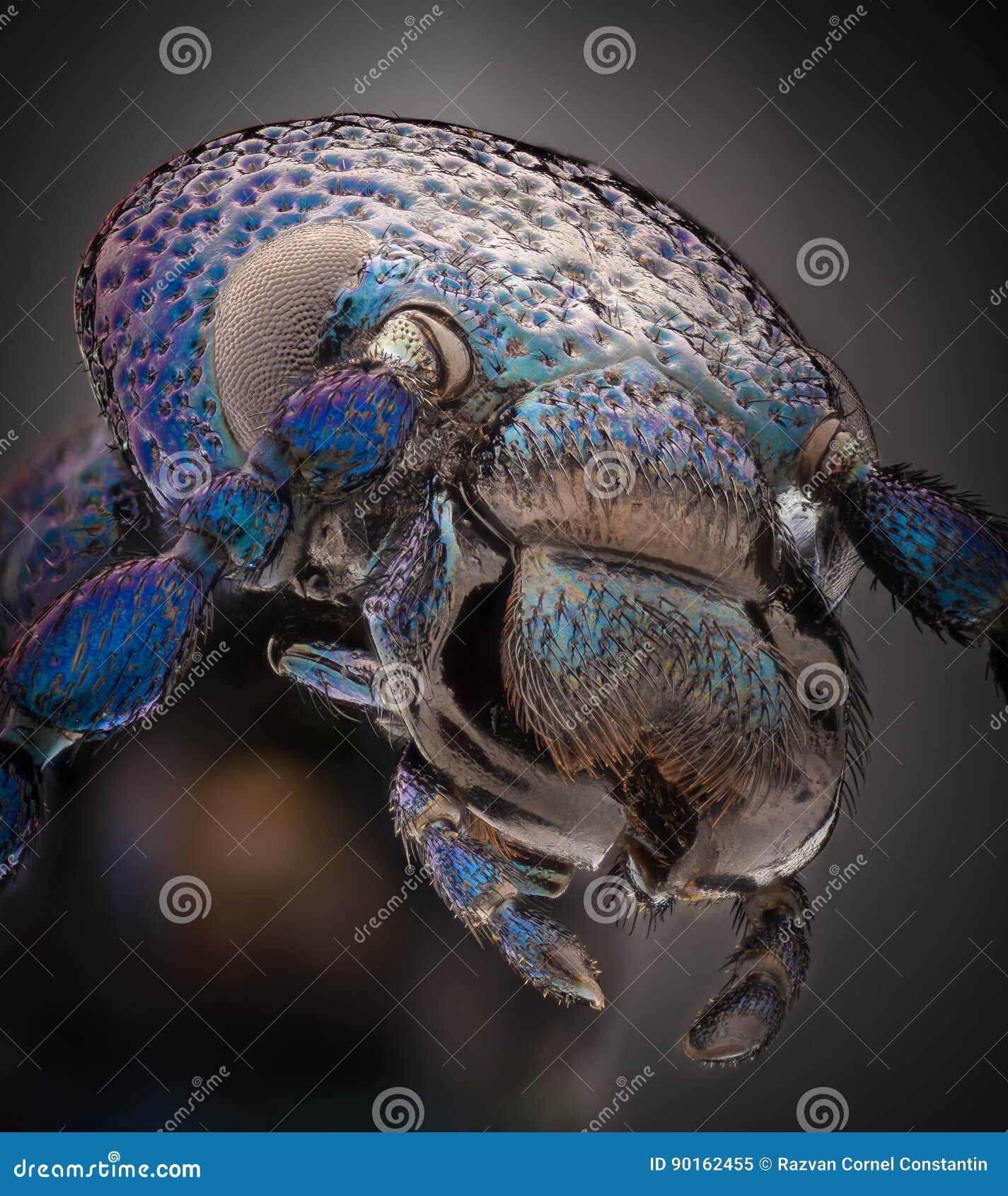 Extreme Magnification - Blue Metallic Bug, Meloe Proscarabaeus Stock ...