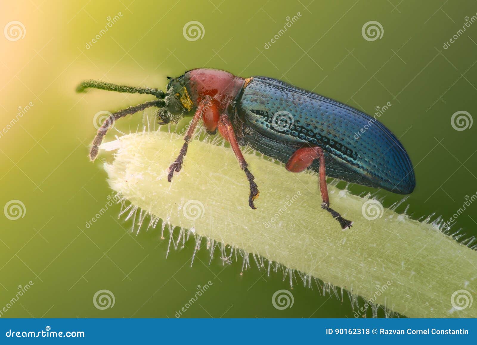 Extreme Magnification - Blue Metallic Bug, Meloidae Stock Photo - Image ...