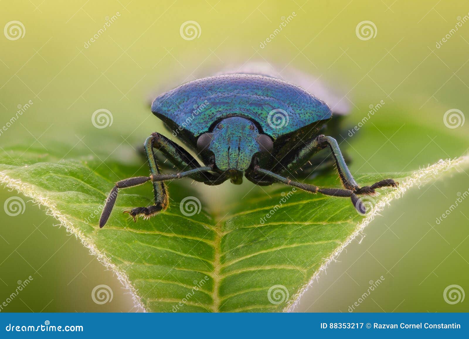 Extreme Magnification - Blue Shieldbug, Zicrona Caerulea Stock Image ...