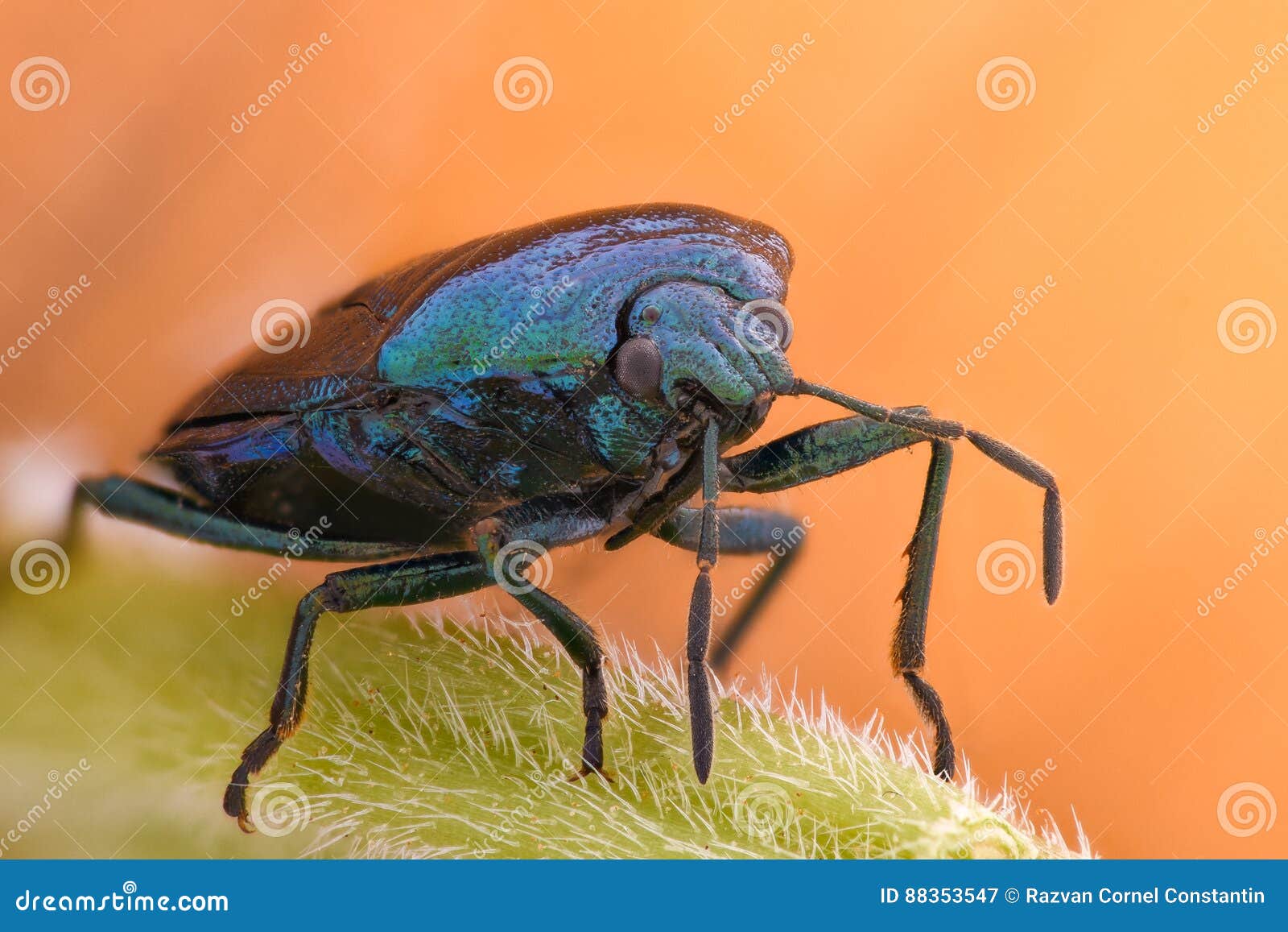 Extreme Magnification - Blue Shieldbug, Zicrona Caerulea Stock Image ...