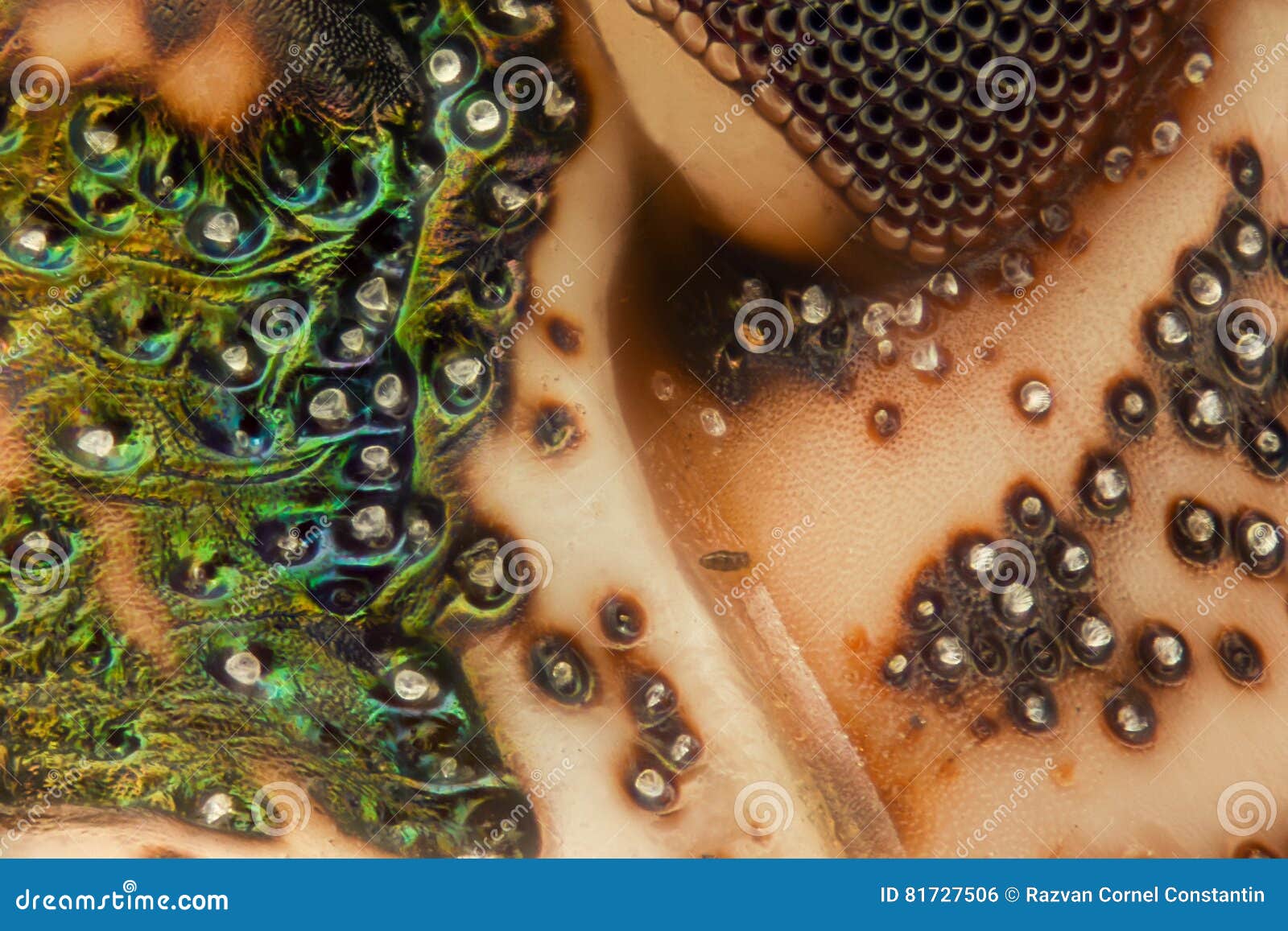 Extreme Magnification - Brown Marmorated Stink Bug Halyomorpha Halys ...