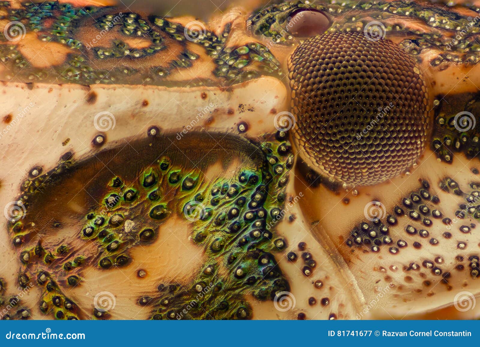 Extreme Magnification - Brown Marmorated Stink Bug Halyomorpha Halys ...