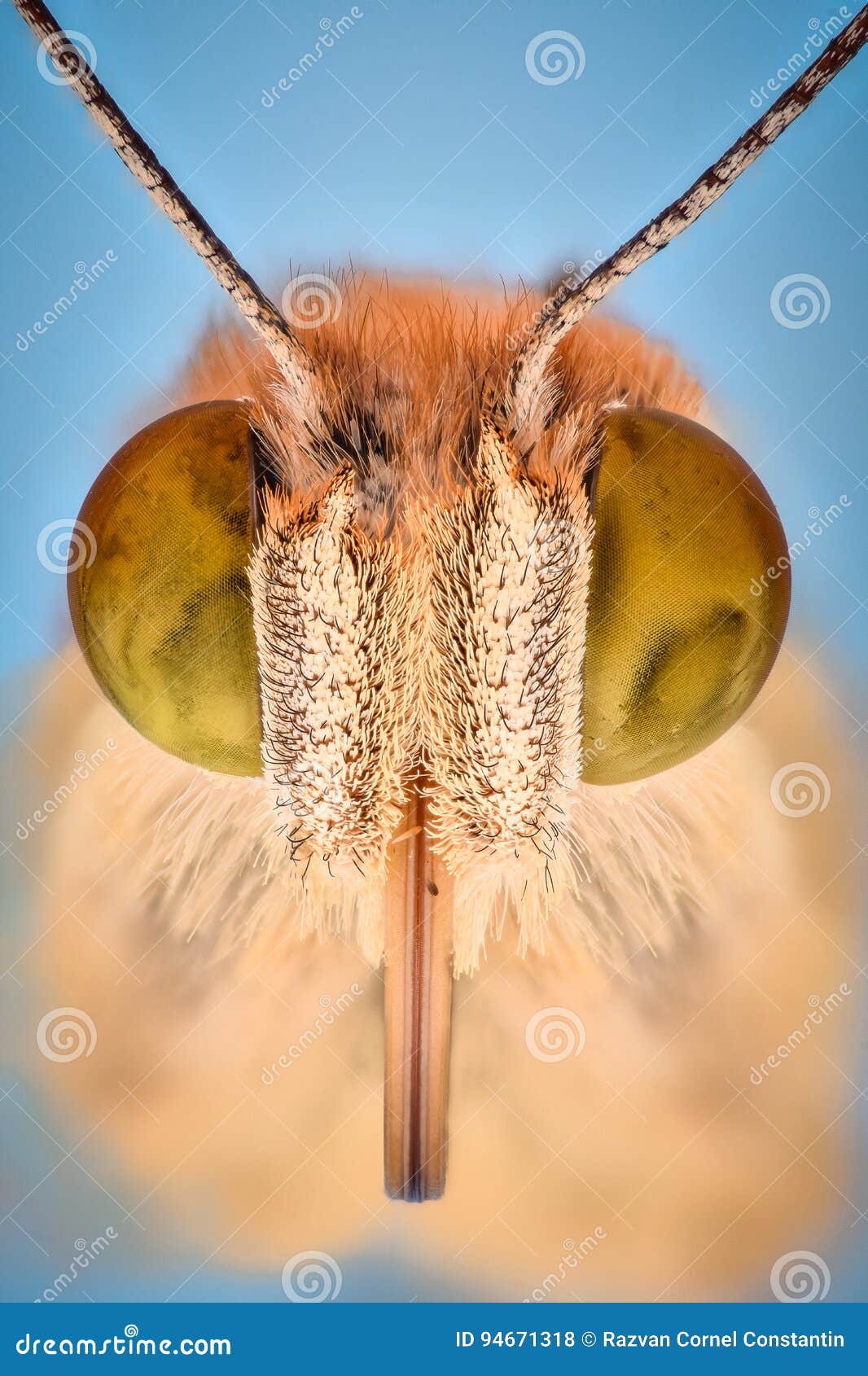 Extreme Magnification - Butterfly Head Stock Photo - Image of ...