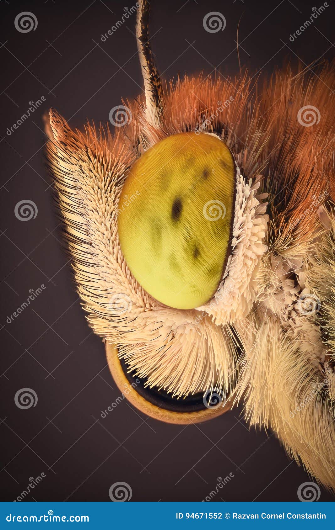 Extreme Magnification - Butterfly Head Stock Photo - Image of marking ...