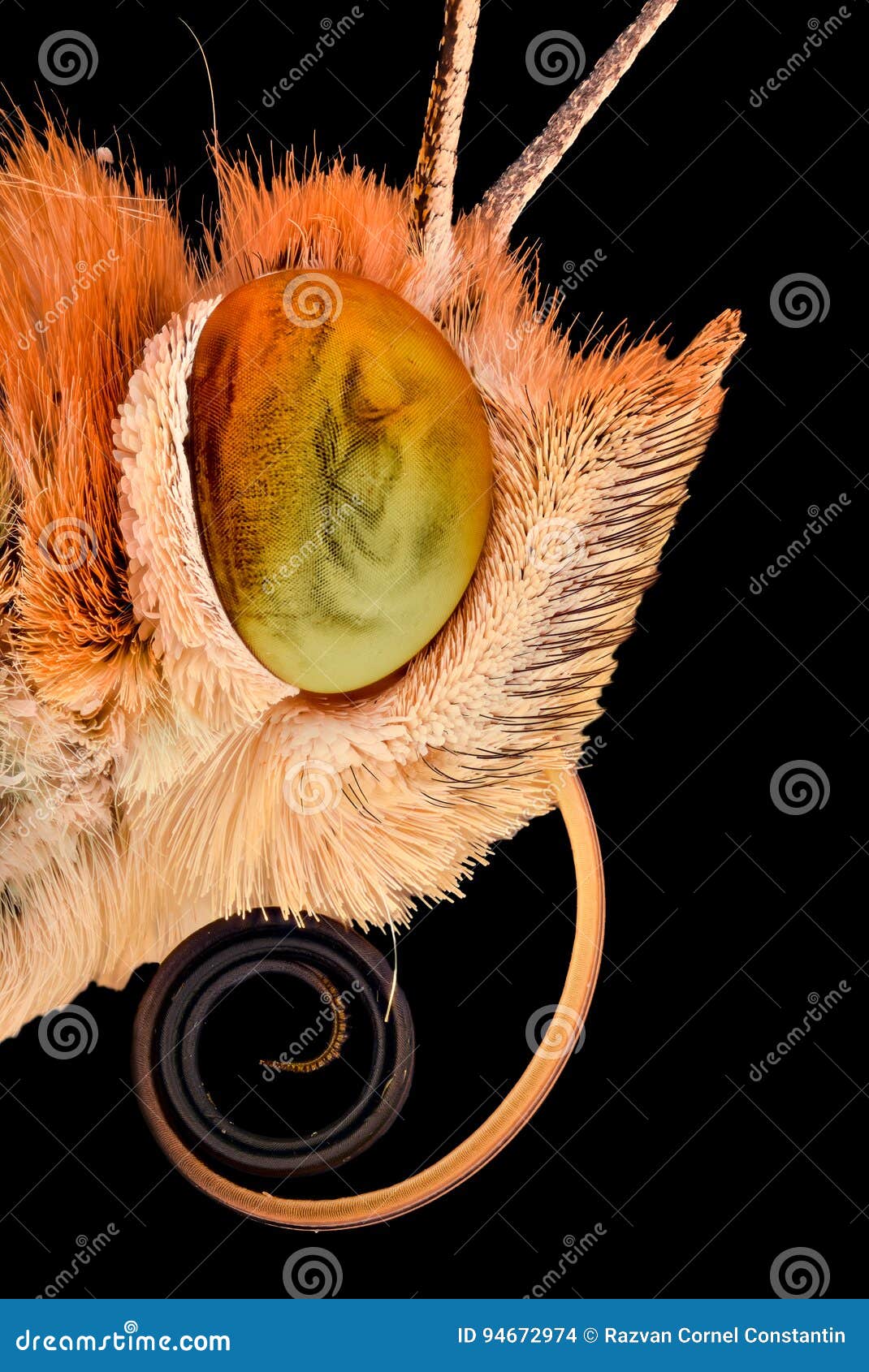 Extreme Magnification - Butterfly Head Stock Photo - Image of colored ...