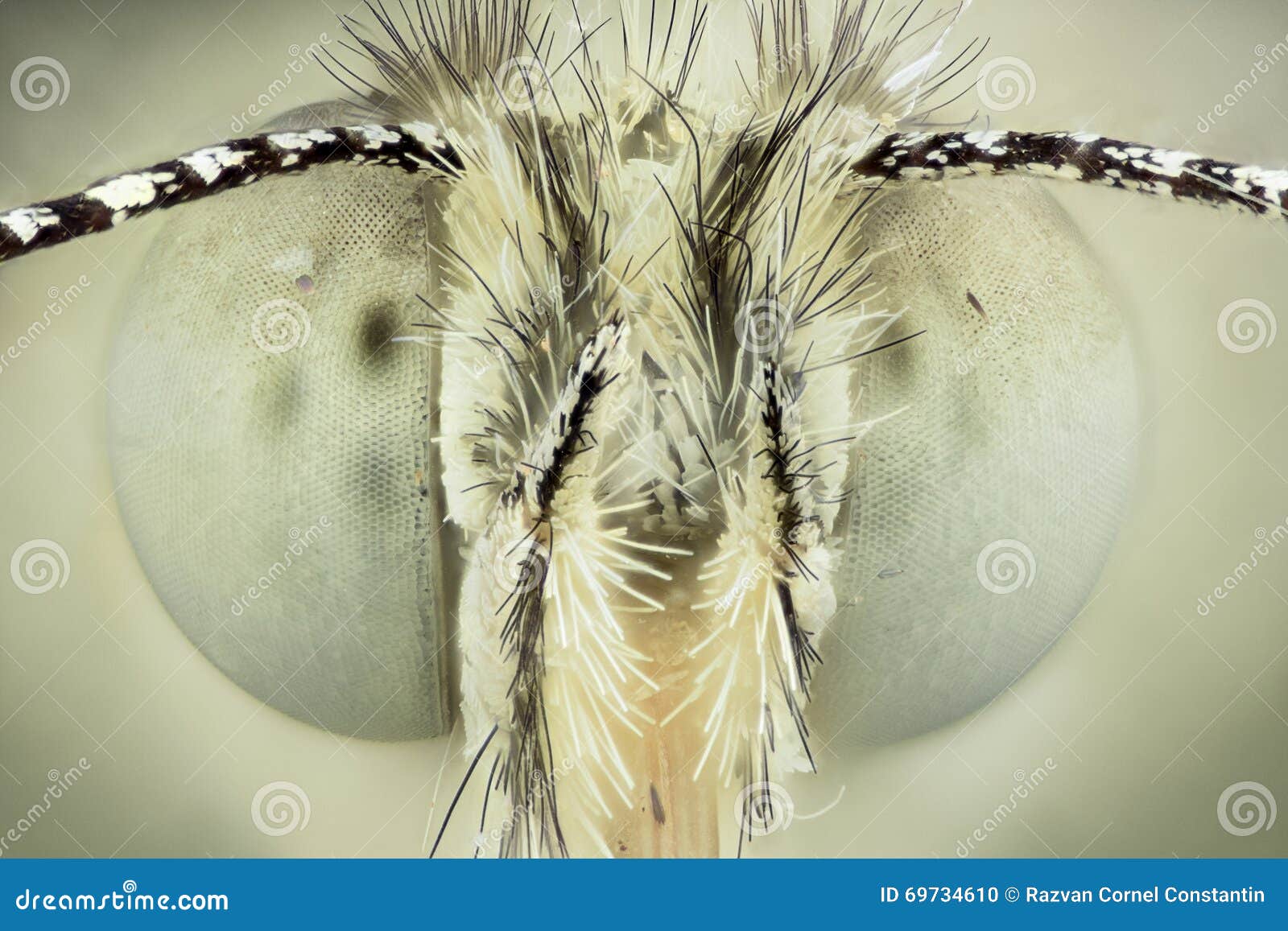Extreme Magnification - Butterfly Head Stock Photo - Image of pattern ...