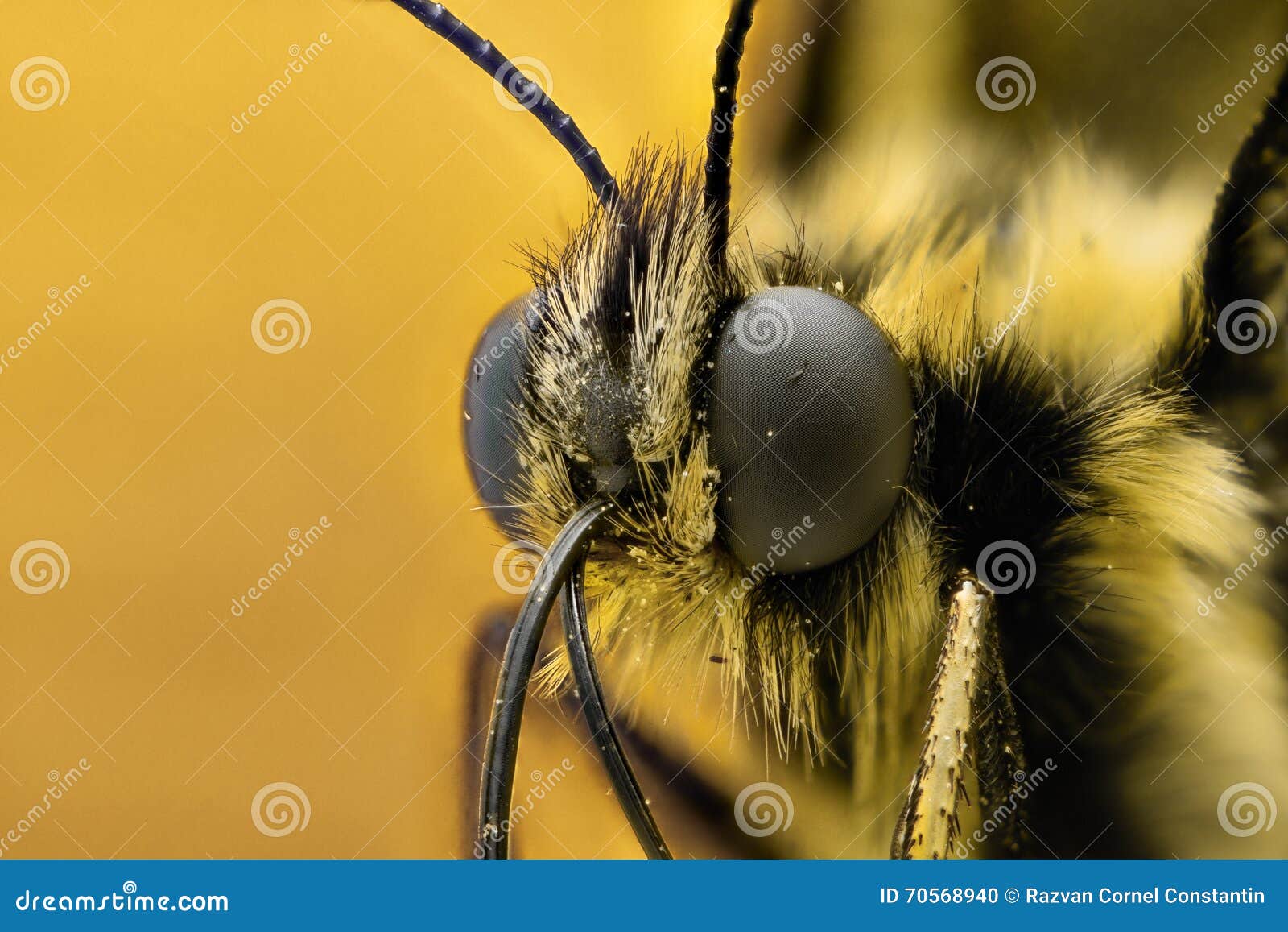 Extreme Magnification - Butterfly Head Stock Photo - Image of macro ...