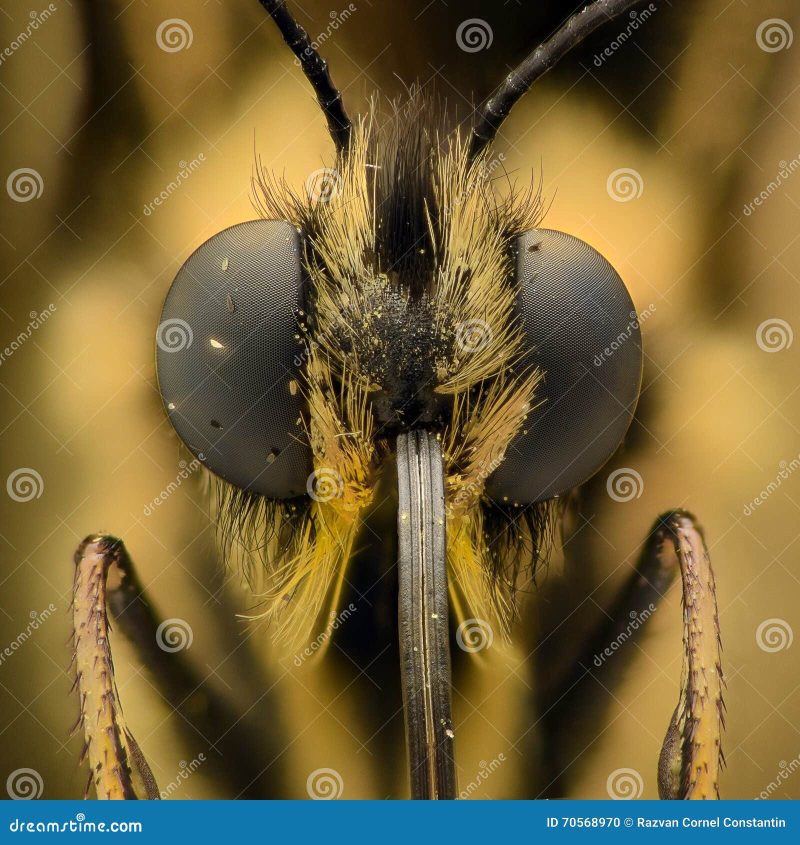 Extreme Magnification - Butterfly Head Stock Photo - Image of close ...