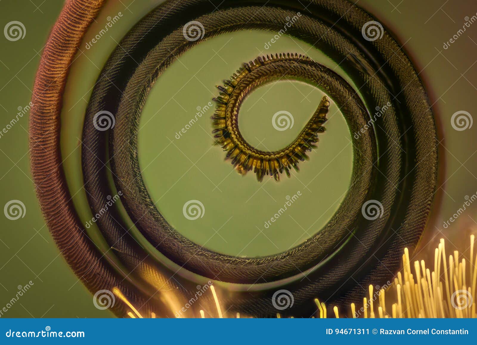 Extreme Magnification - Butterfly Proboscis Under the Microscope Stock ...