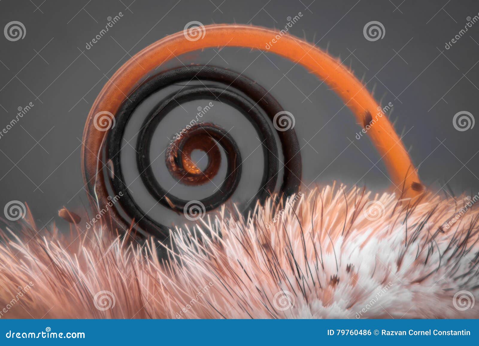 Extreme Magnification - Lady Bug With Spread Wings. Flying Ladybug ...