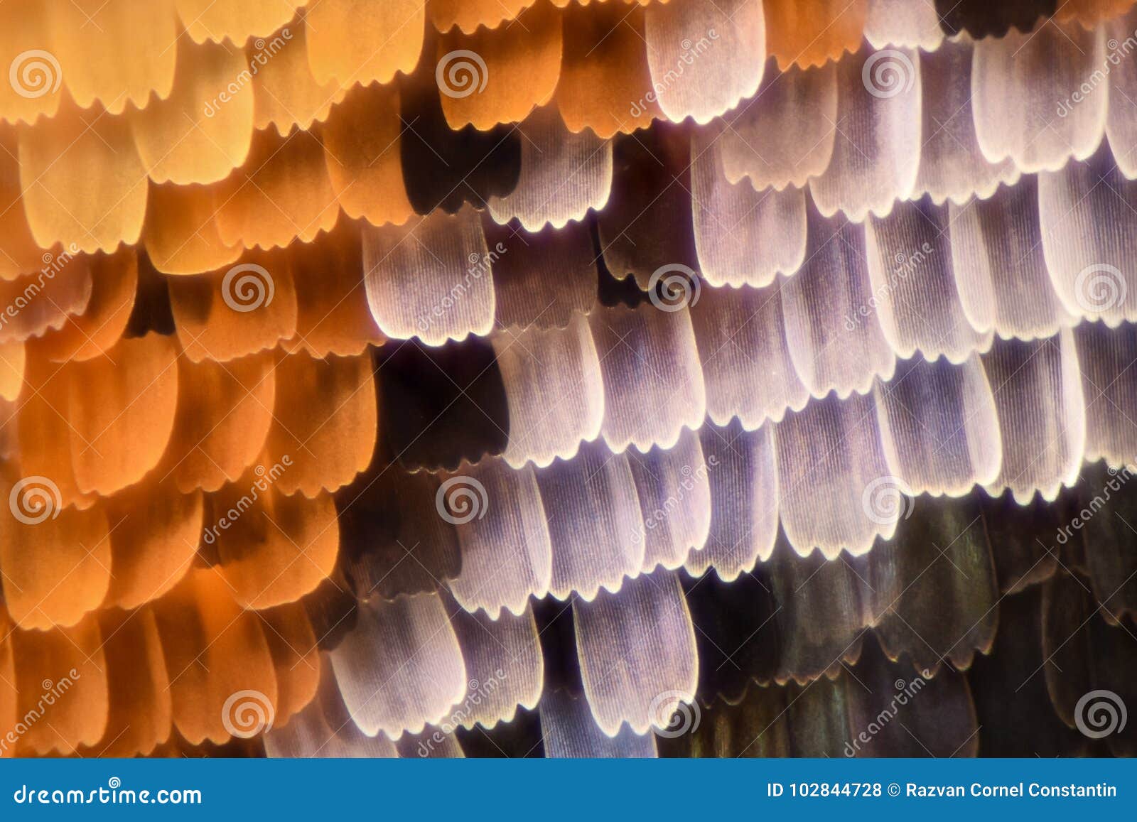 Extreme Magnification - Butterfly Wing Stock Photo - Image of butterfly ...