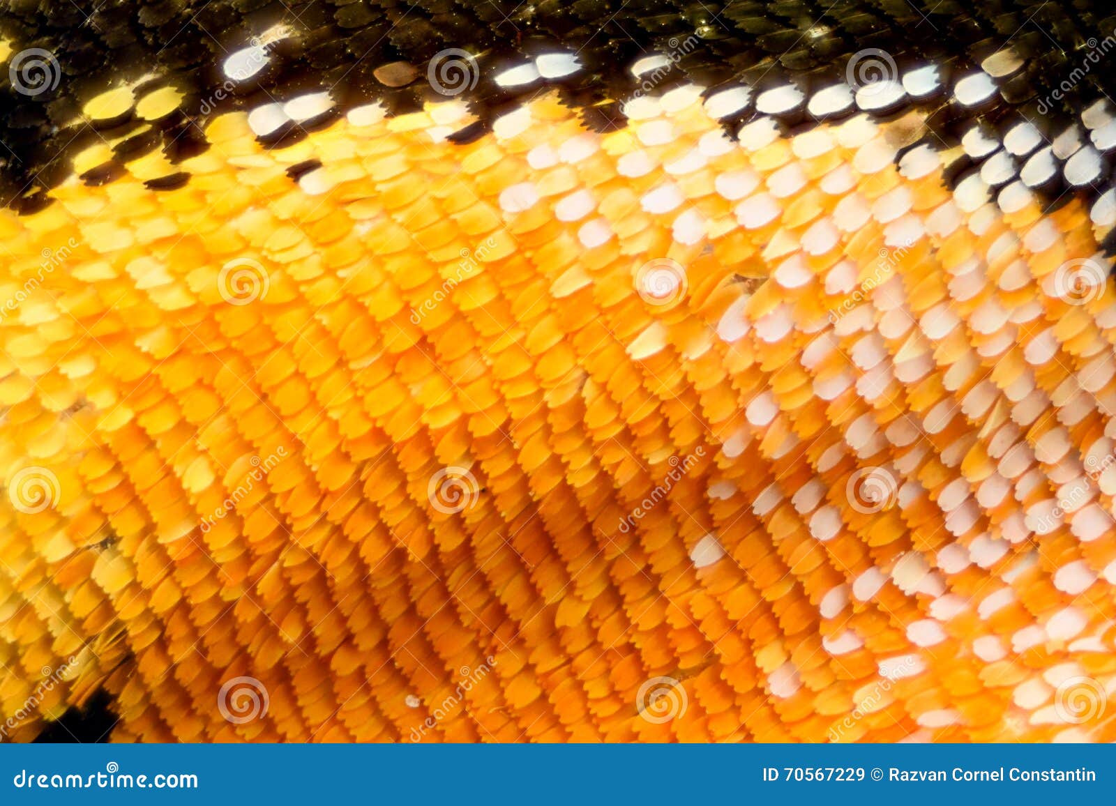 Extreme Magnification - Butterfly Wing Stock Image - Image of nature ...