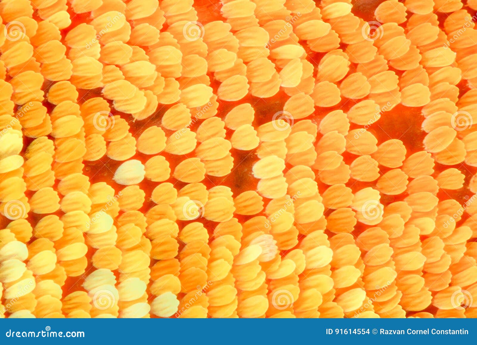 Butterfly Wing Scales