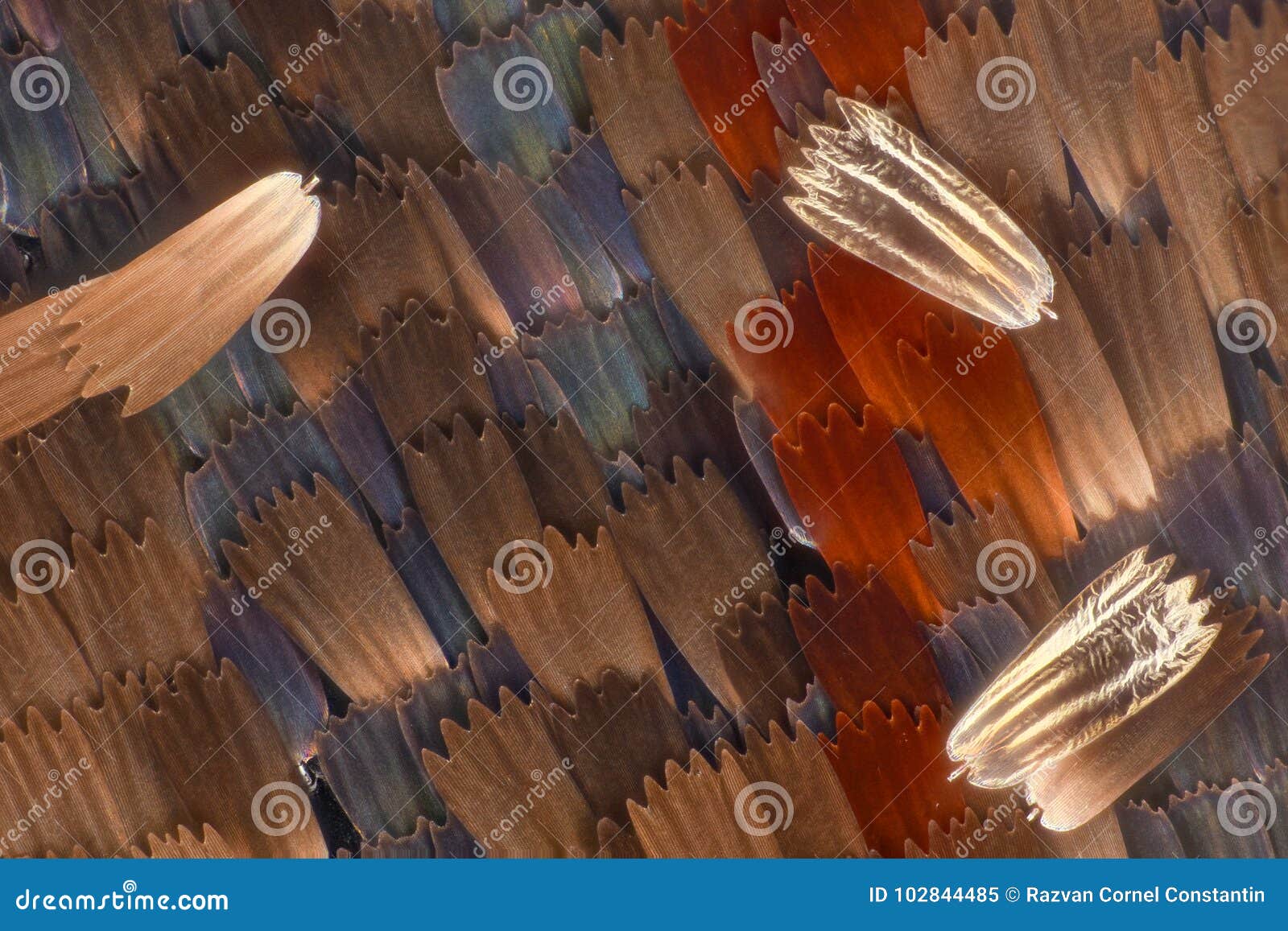 Extreme Magnification - Butterfly Wing Stock Image - Image of close ...