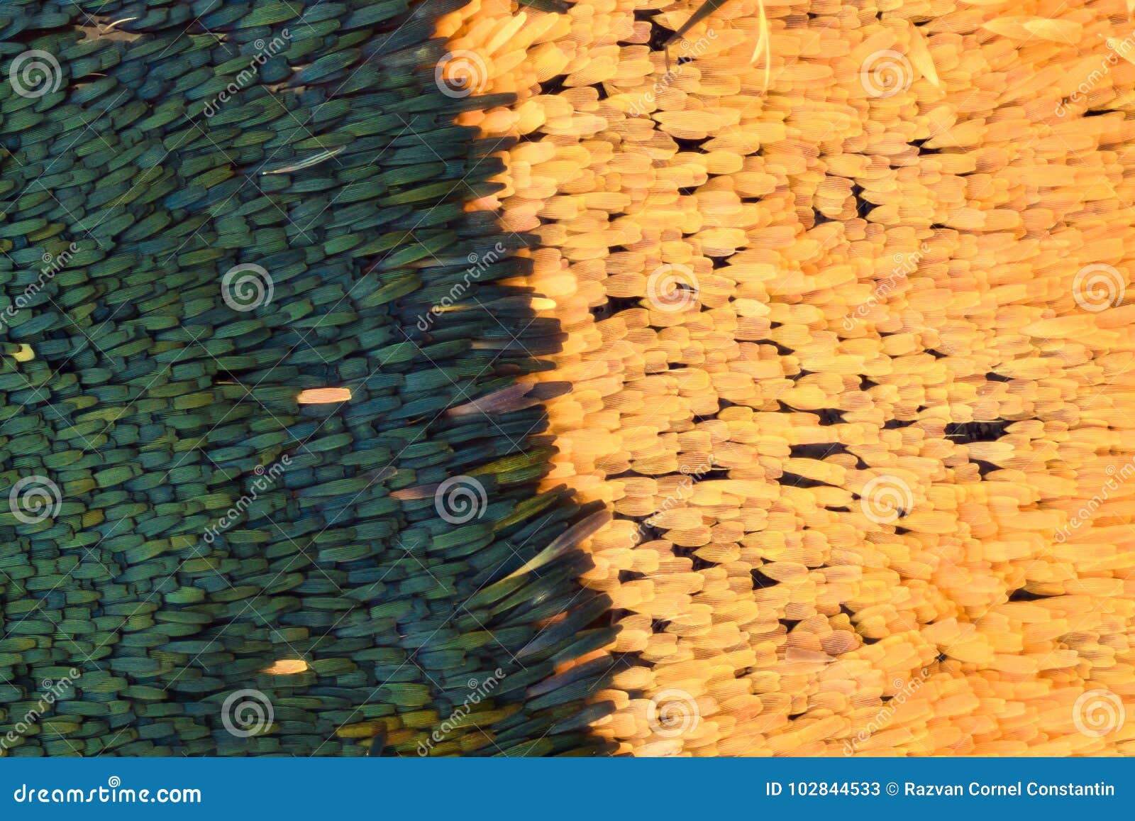 Extreme Magnification - Butterfly Wing Stock Image - Image of focus ...