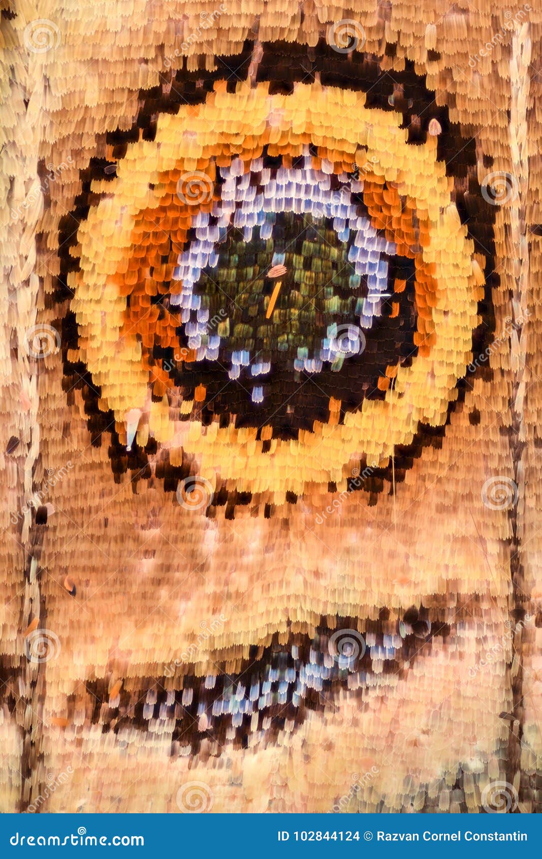 Extreme Magnification - Butterfly Wing Stock Photo - Image of close ...