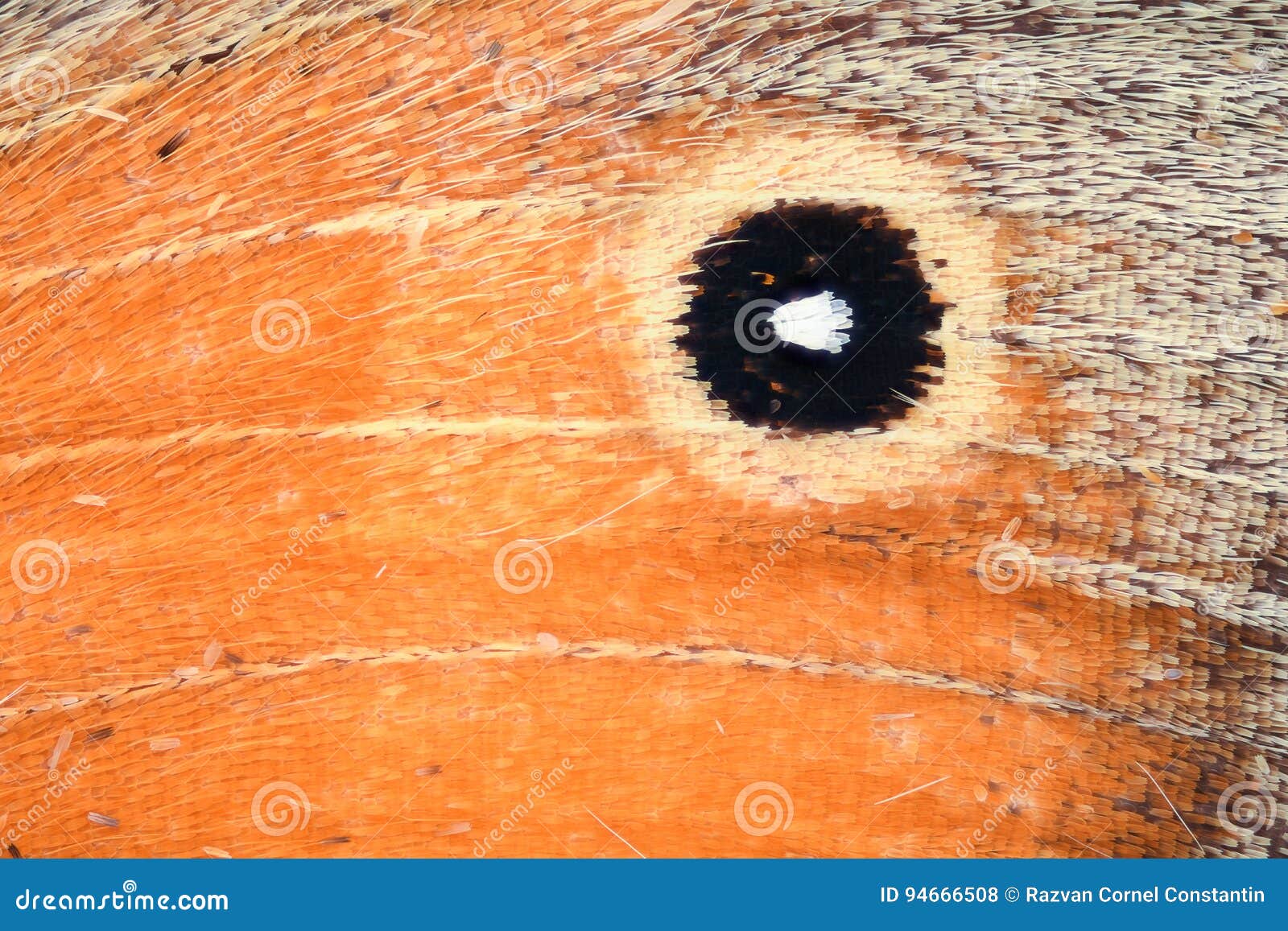 Extreme Magnification - Butterfly Wing Under the Microscope Stock Photo ...