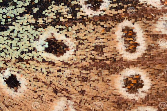 Extreme Magnification - Butterfly Wing Under the Microscope Stock Photo ...