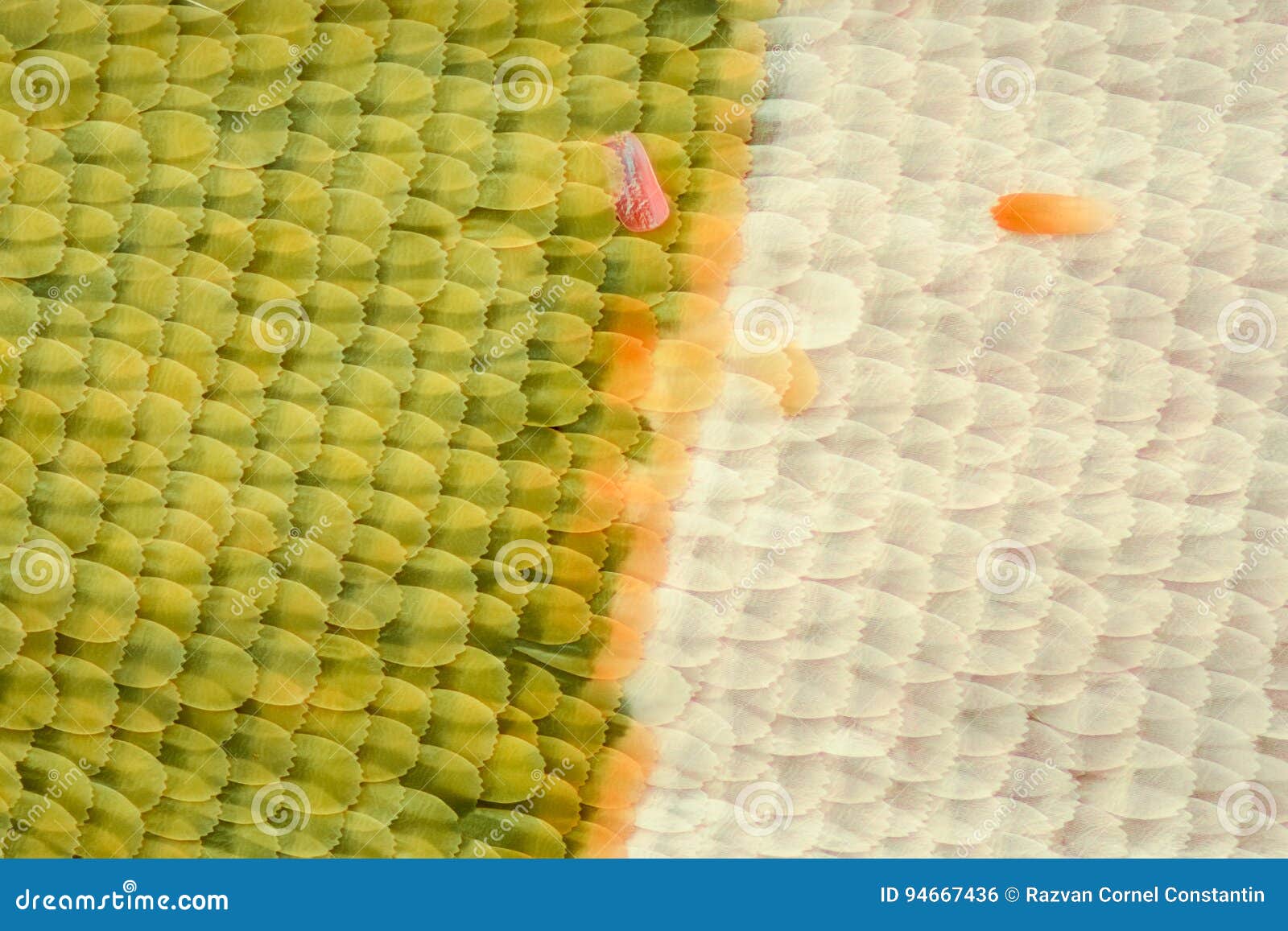 Extreme Magnification - Butterfly Wing Under the Microscope Stock Photo ...