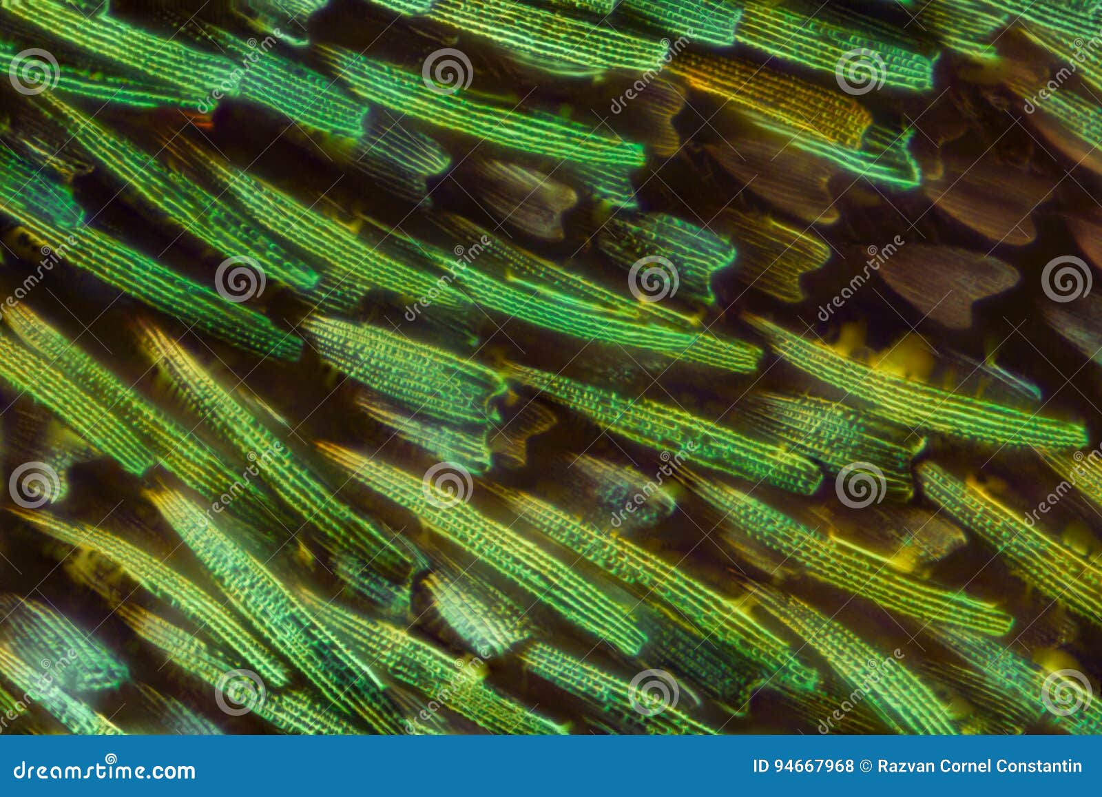 Extreme Magnification - Butterfly Wing Under the Microscope Stock Photo ...