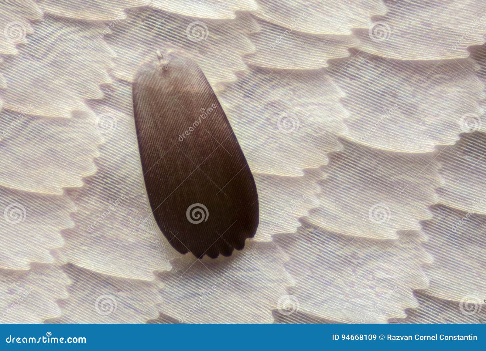 Extreme Magnification - Butterfly Wing Under the Microscope Stock Image ...
